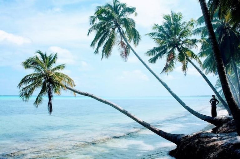 Does Palm Oil Come From Palm Trees Naturaler