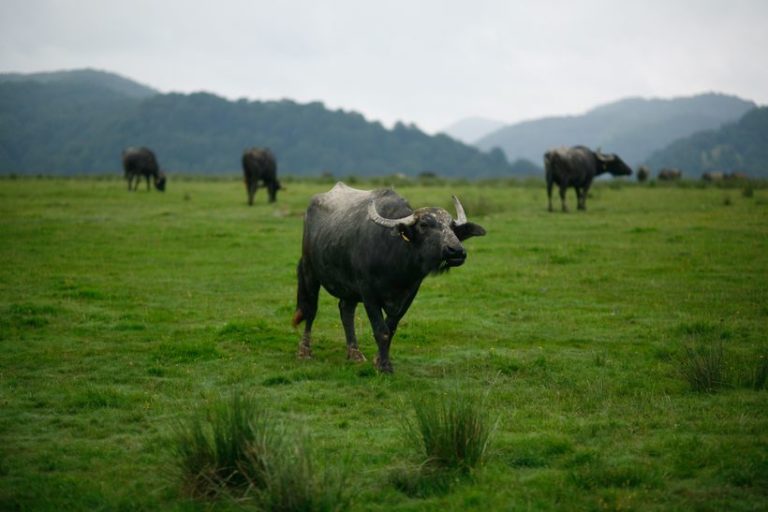 Where to Buy Buffalo Milk in the UK